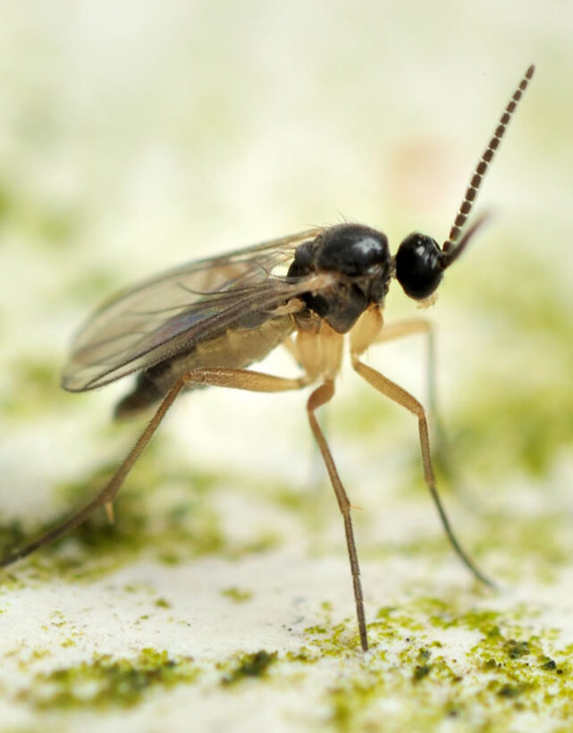 Becker Fungus Gnats - Becker Microbial Products, Inc.
