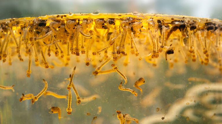 Becker Microbial Products, Inc. | Biotechnology research since 1985