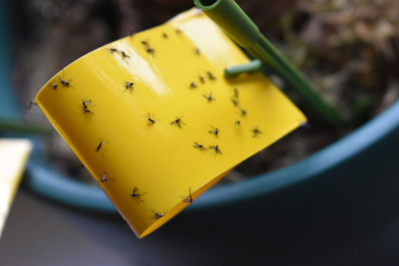 Stopping Gnats and Removing Gnats | Gnat Control Solutions - Becker ...