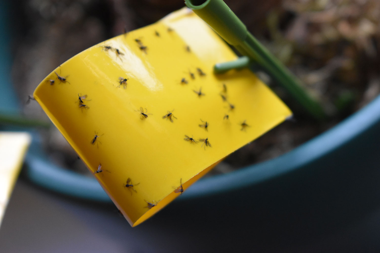 Stopping Gnats and Removing Gnats | Gnat Control Solutions - Becker ...